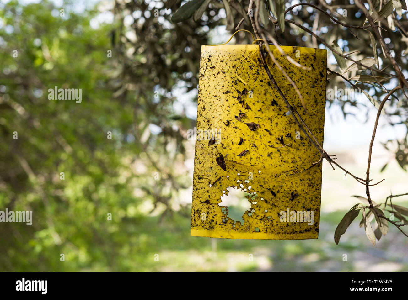 Yellow fly trap paper on Olive trees Stock Photo - Alamy