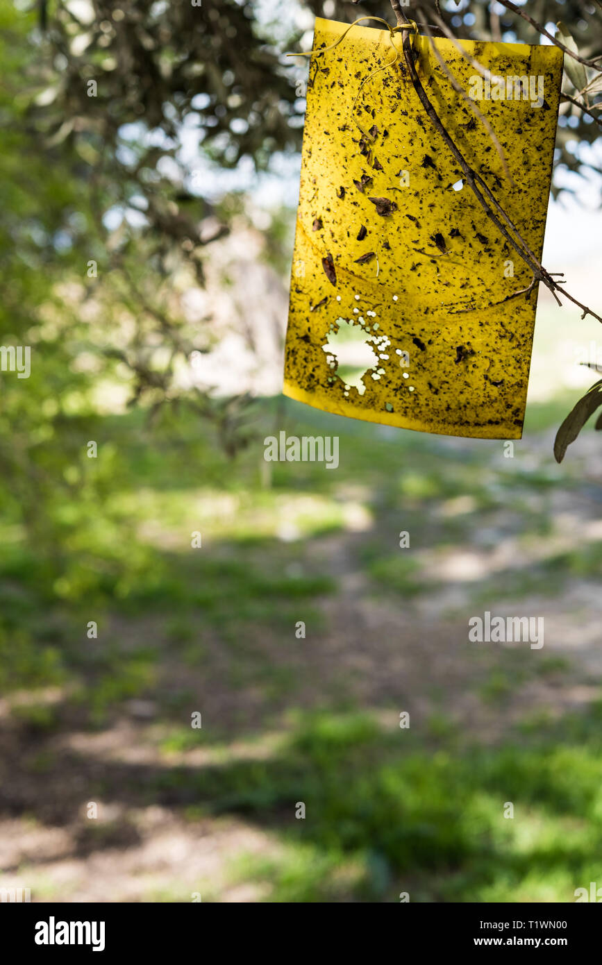 Yellow fly trap paper on Olive trees Stock Photo - Alamy