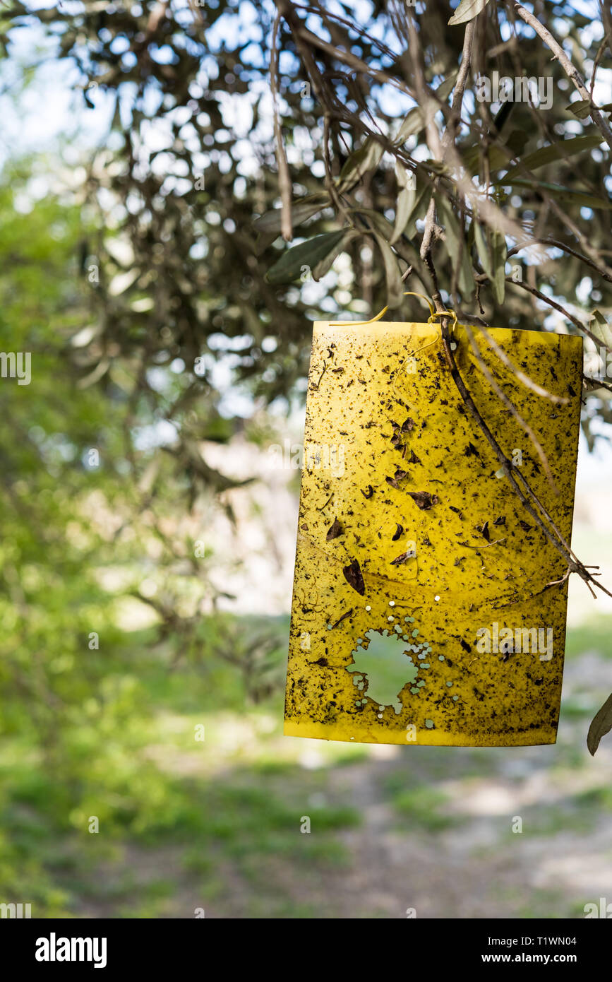 Yellow fly trap paper on Olive trees Stock Photo - Alamy