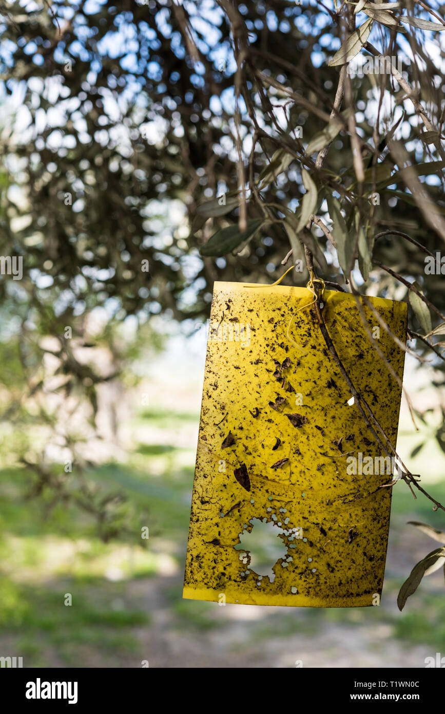 Yellow fly trap paper on Olive trees Stock Photo - Alamy