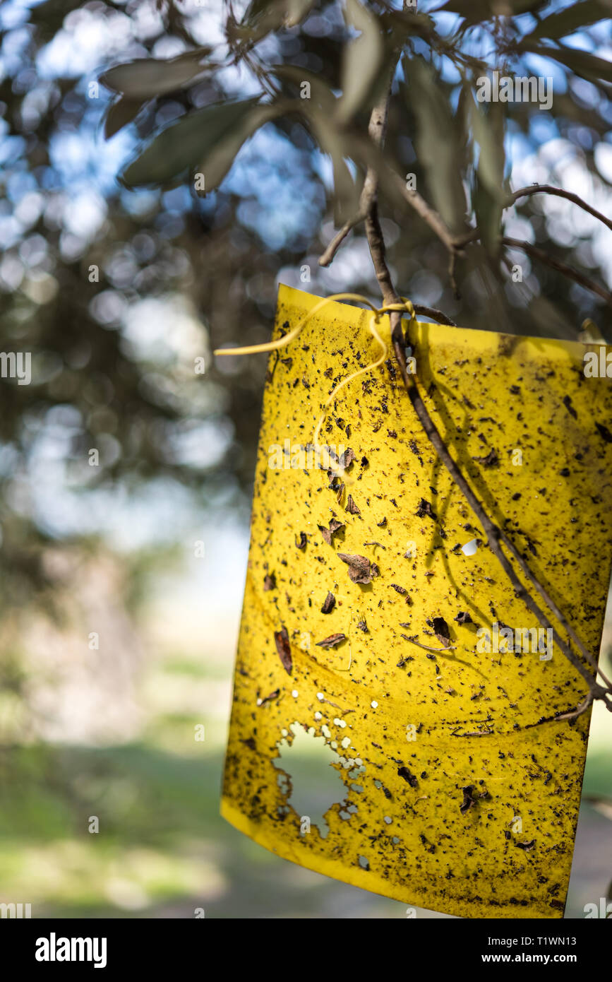 Yellow fly trap paper on Olive trees Stock Photo - Alamy