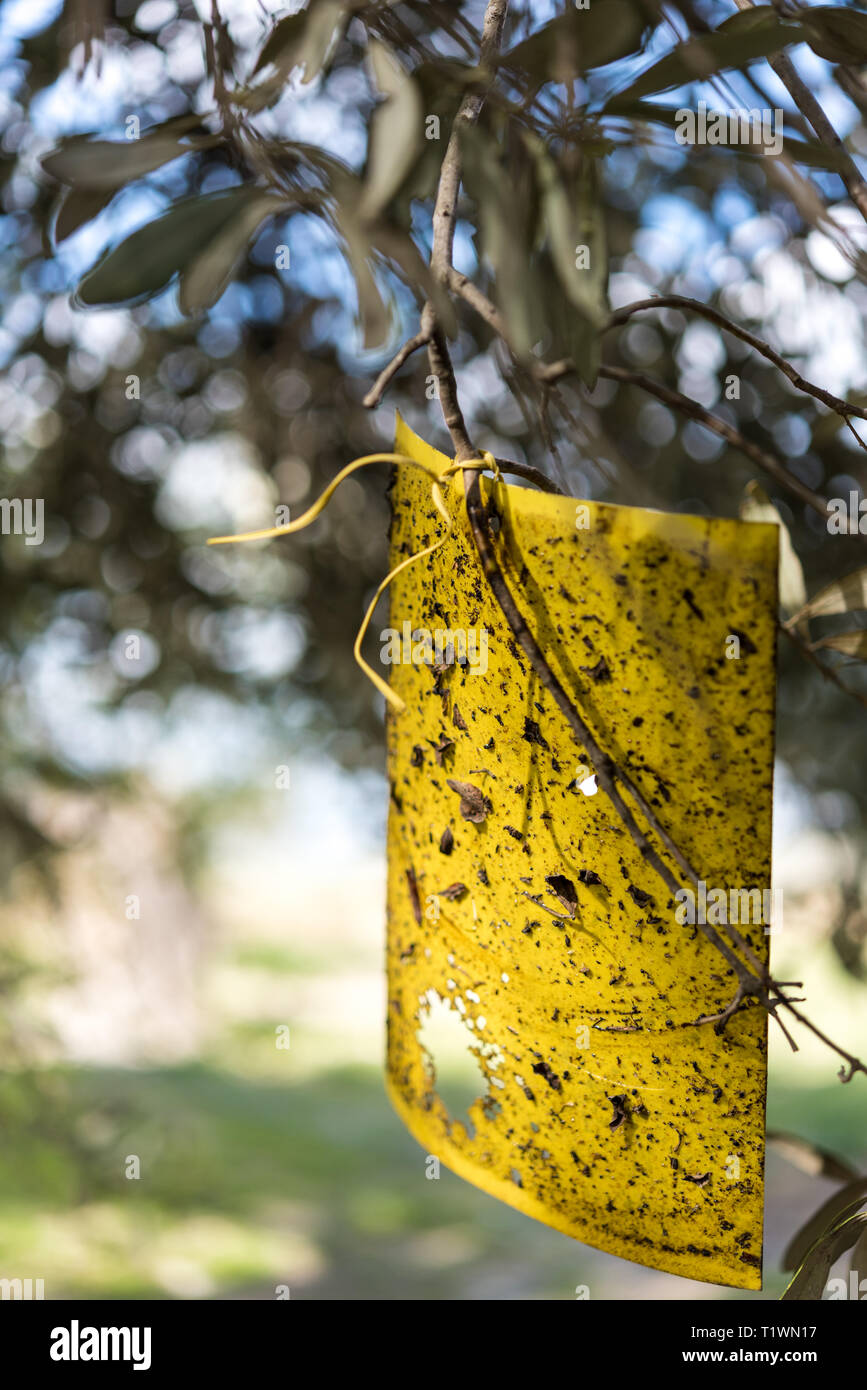 Yellow fly trap paper on Olive trees Stock Photo - Alamy