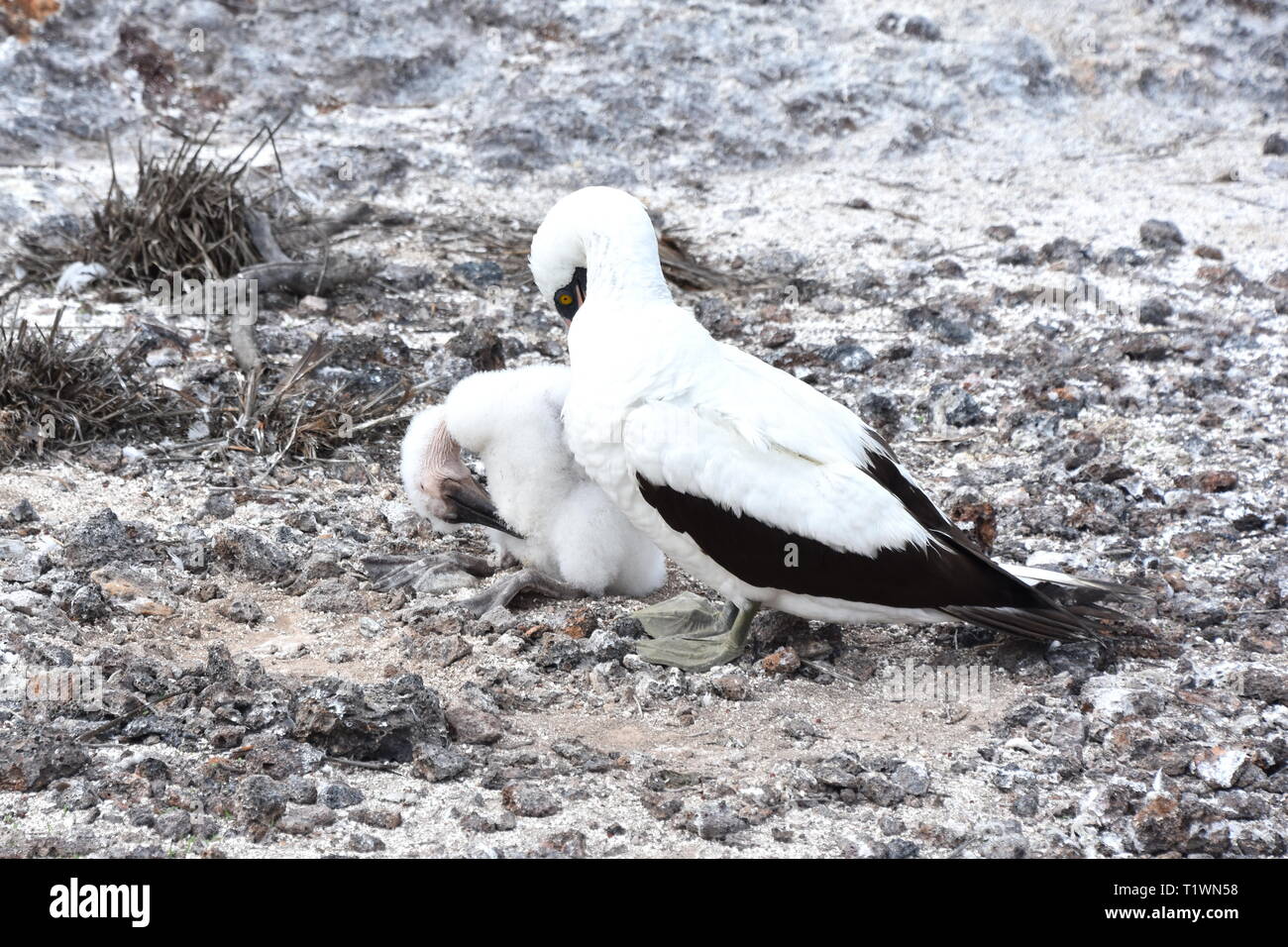 Baby booby bird hi-res stock photography and images - Alamy