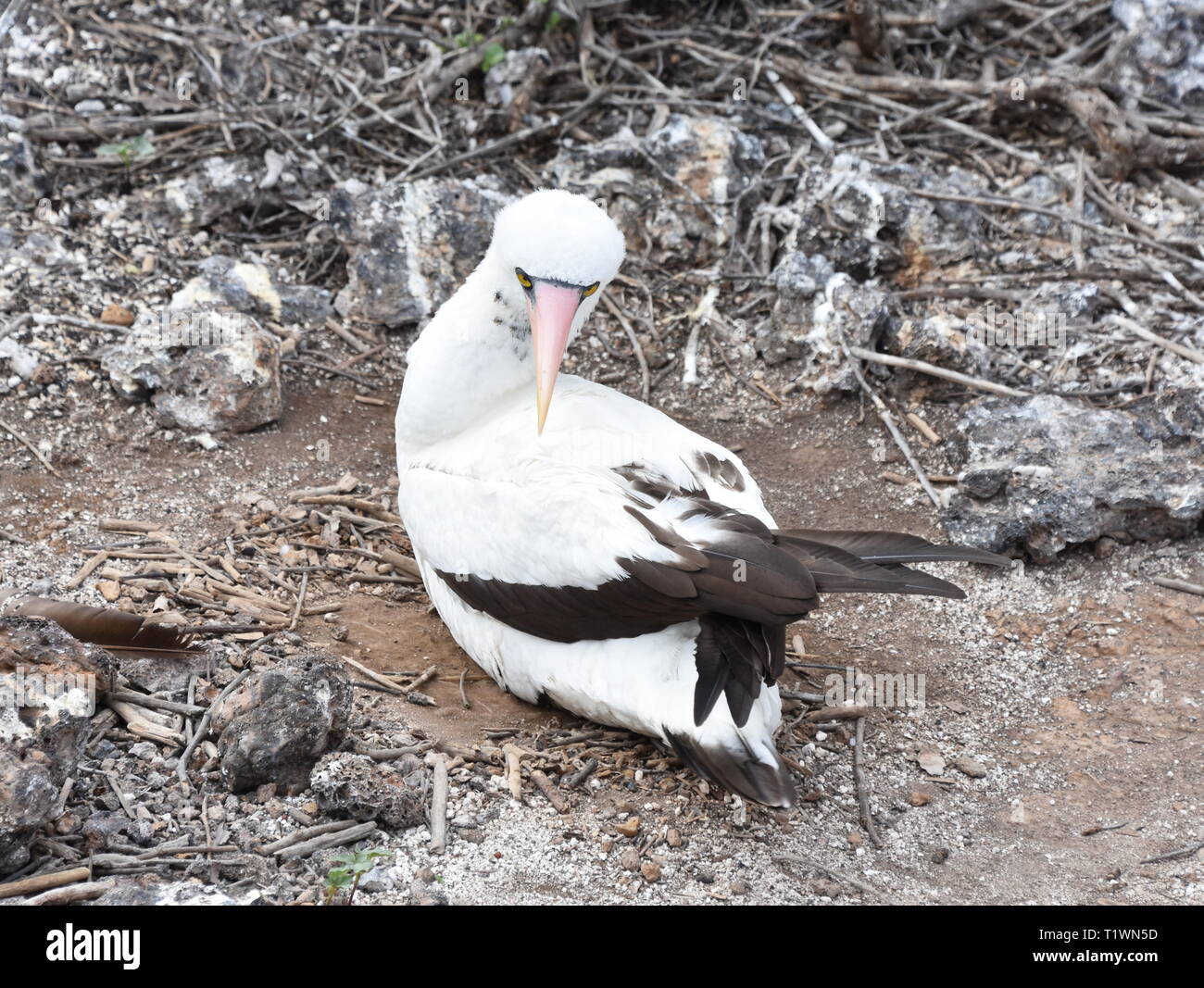 Galapagos masked booby bird hi-res stock photography and images - Alamy