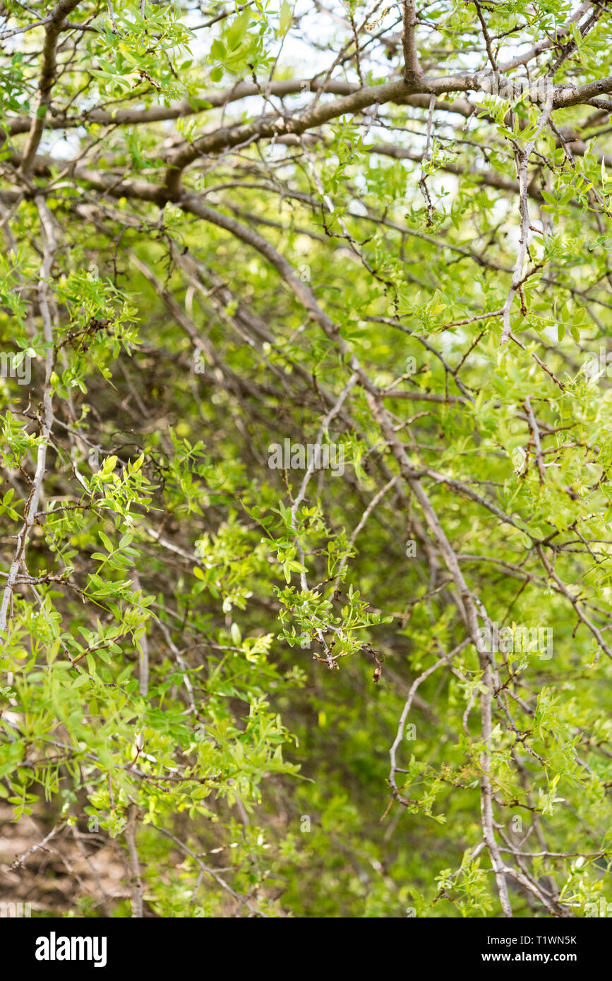 n forest with tree bark - Eucalyptus trees - bushes foliage - nature ...