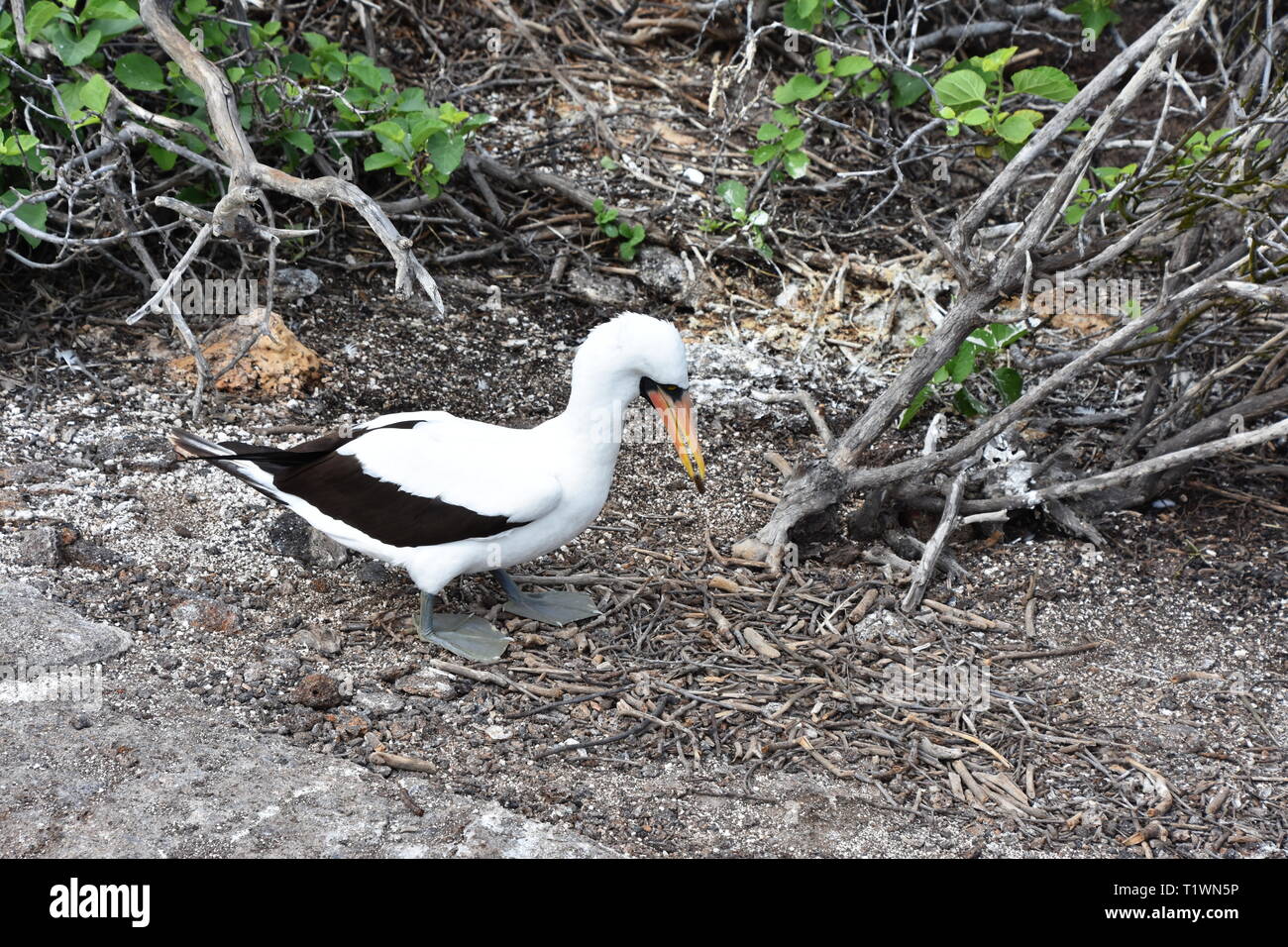 Nazca booby bird Sula granti on the ground Stock Photo - Alamy