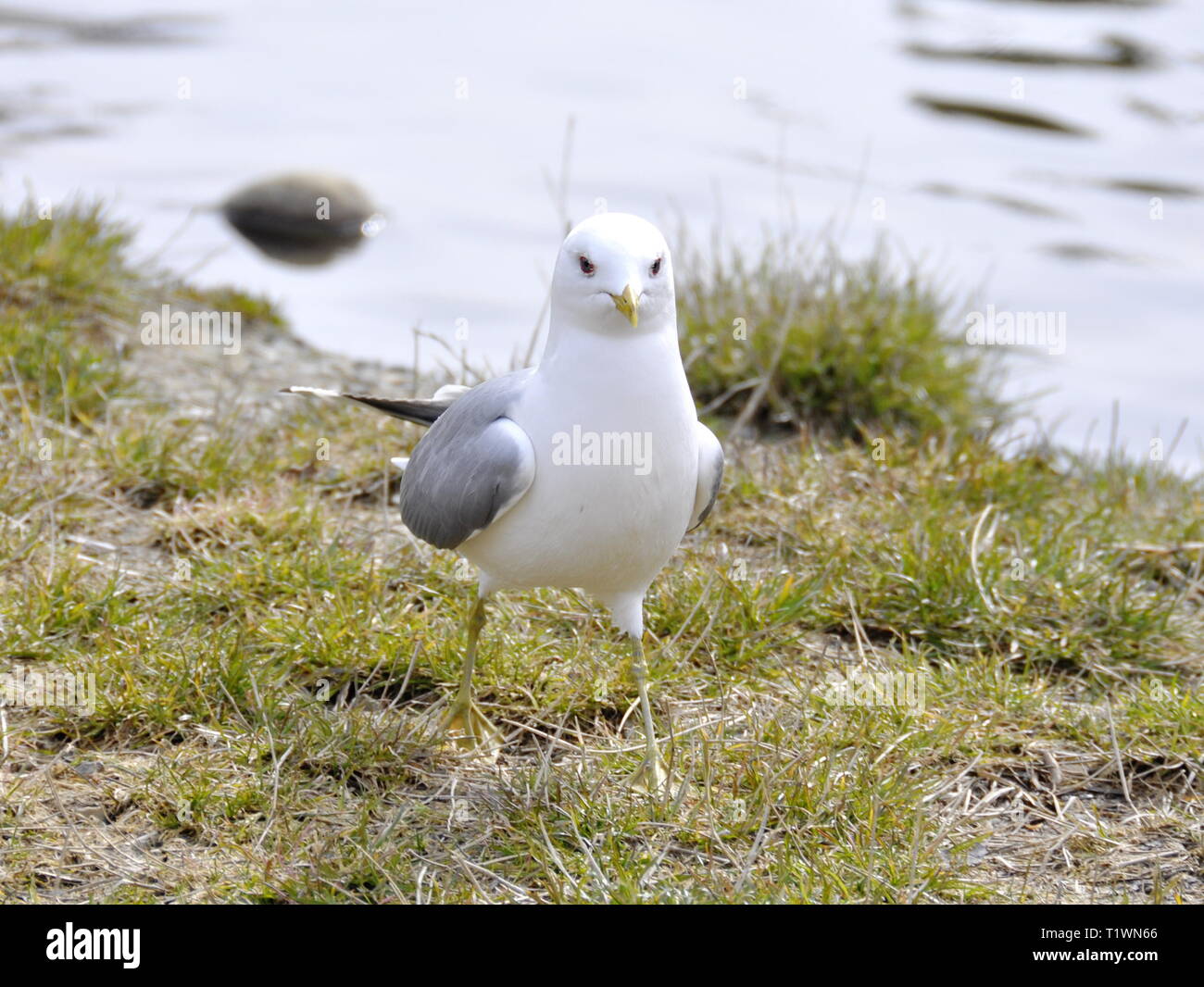 Common larus hi-res stock photography and images - Alamy