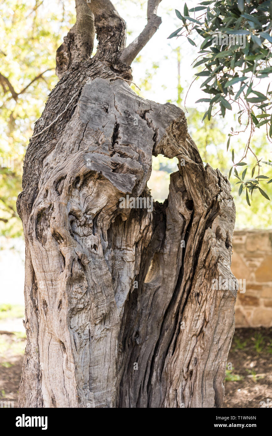 n forest with tree bark - Eucalyptus trees - bushes foliage - nature ...