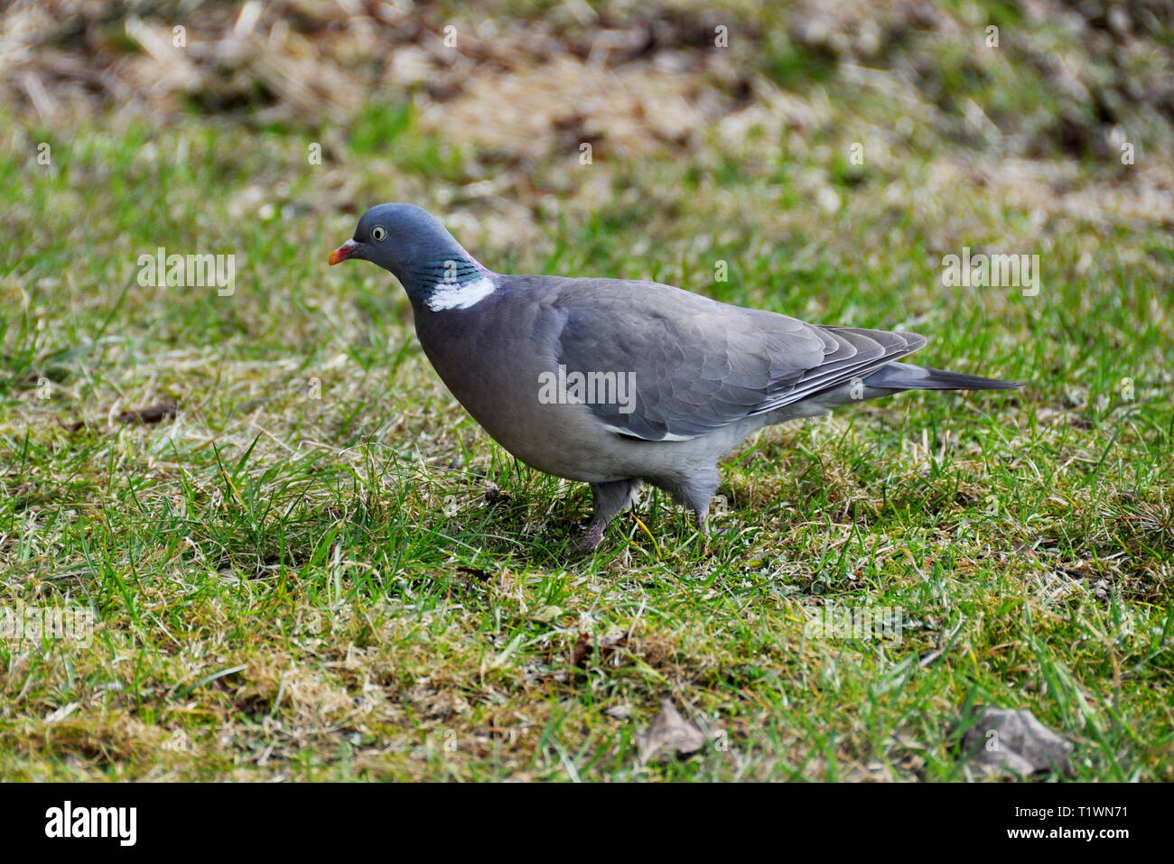 Common wood pigeon walking in grass Stock Photo - Alamy