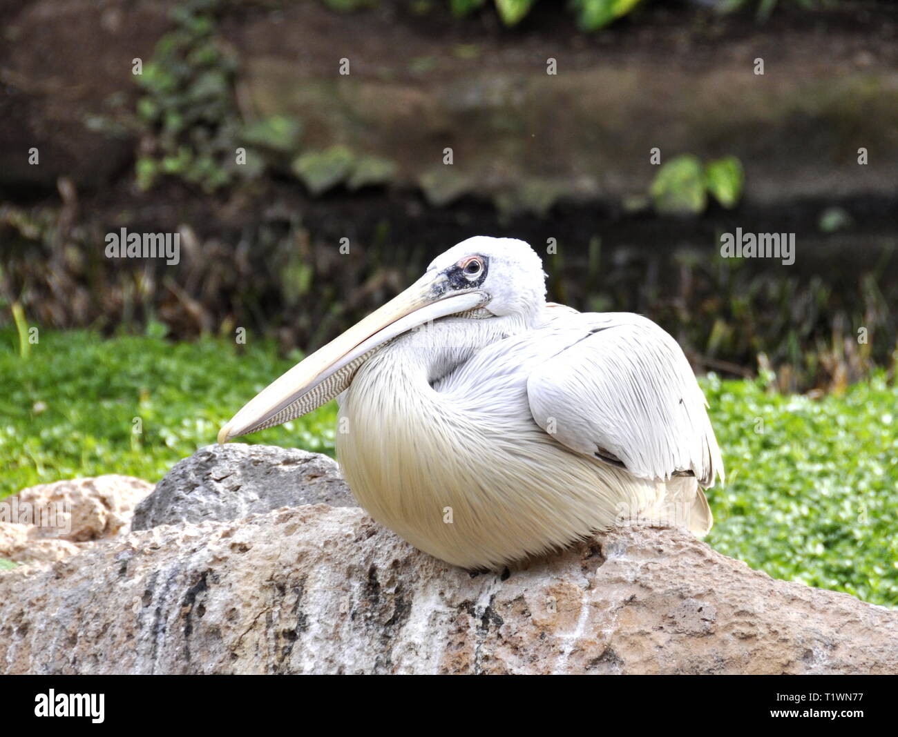Pelican sitting hi-res stock photography and images - Alamy