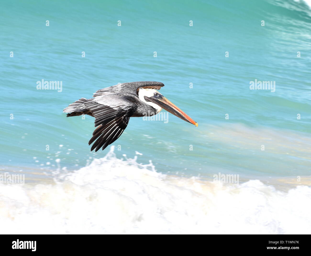 Pelican flying over blue water hi-res stock photography and images - Alamy