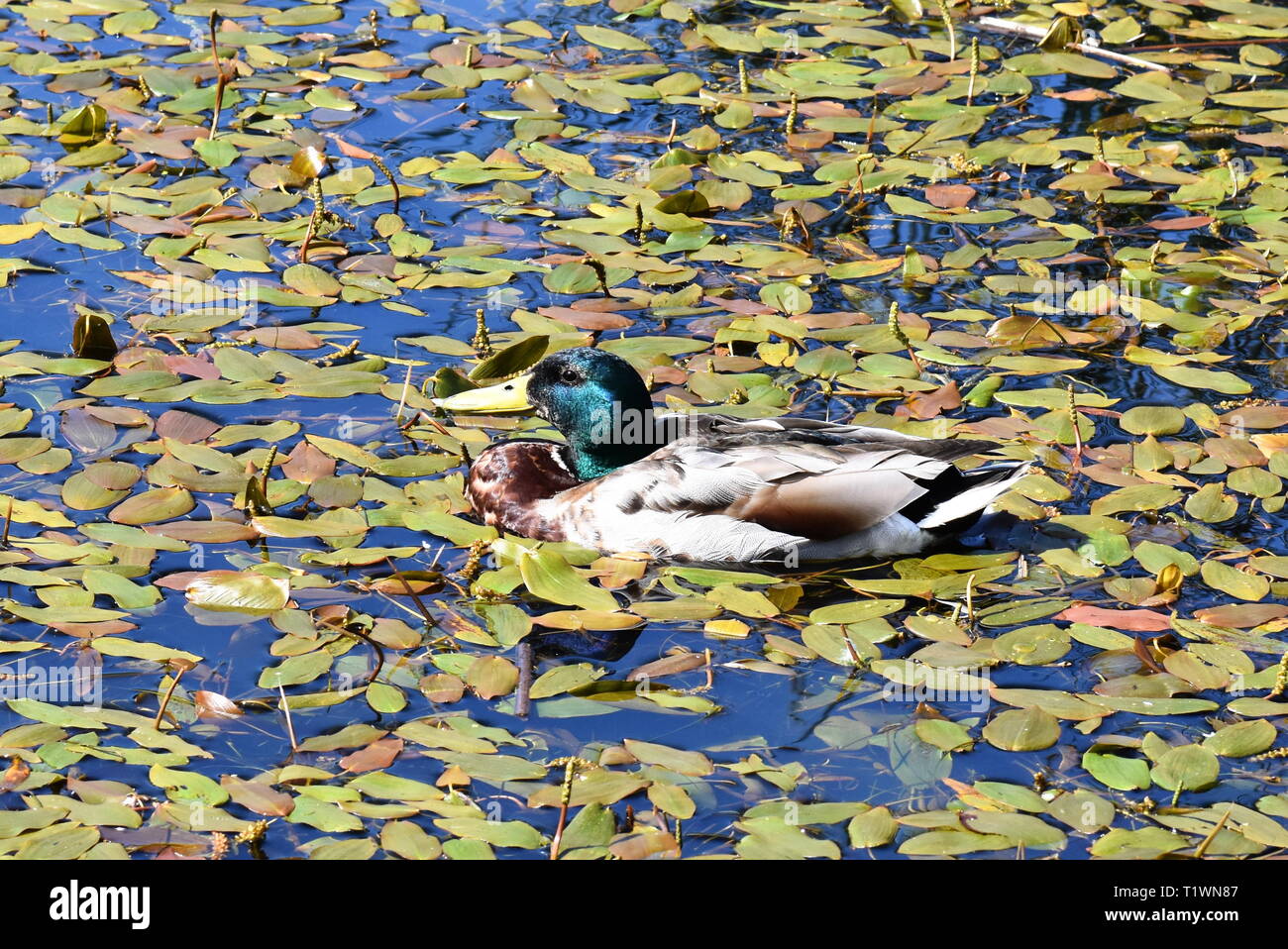 Pond mallard duck swimming among hi-res stock photography and images ...