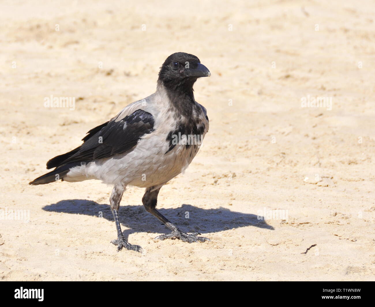 Hooded crow Corvus cornix on a sandy beach Stock Photo - Alamy