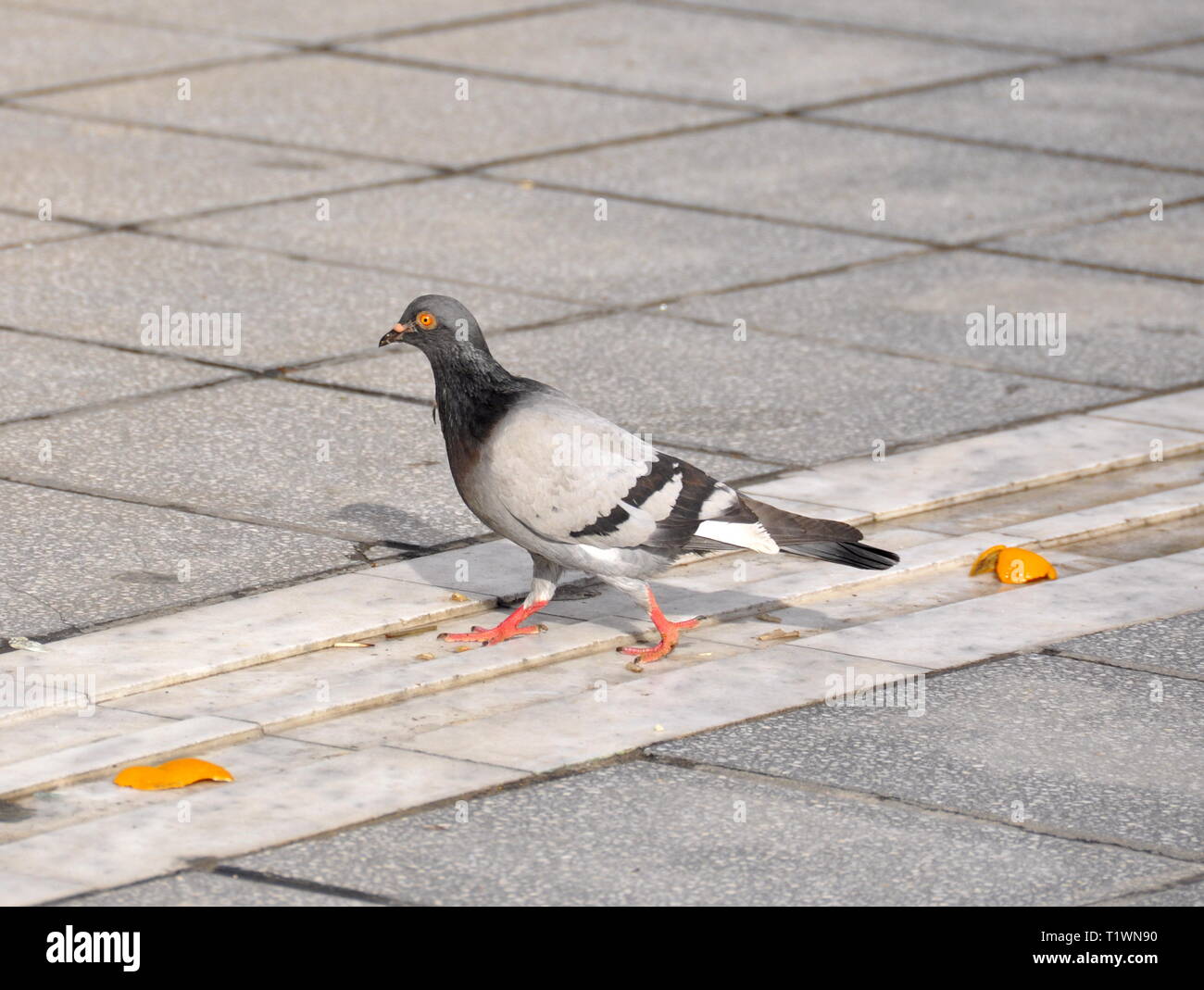 Feral dove walking on the ground Stock Photo - Alamy