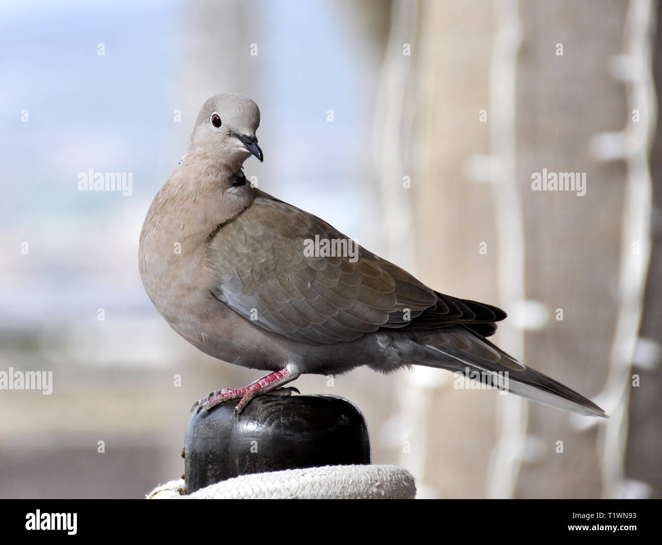 The symbol of the dove hi-res stock photography and images - Alamy