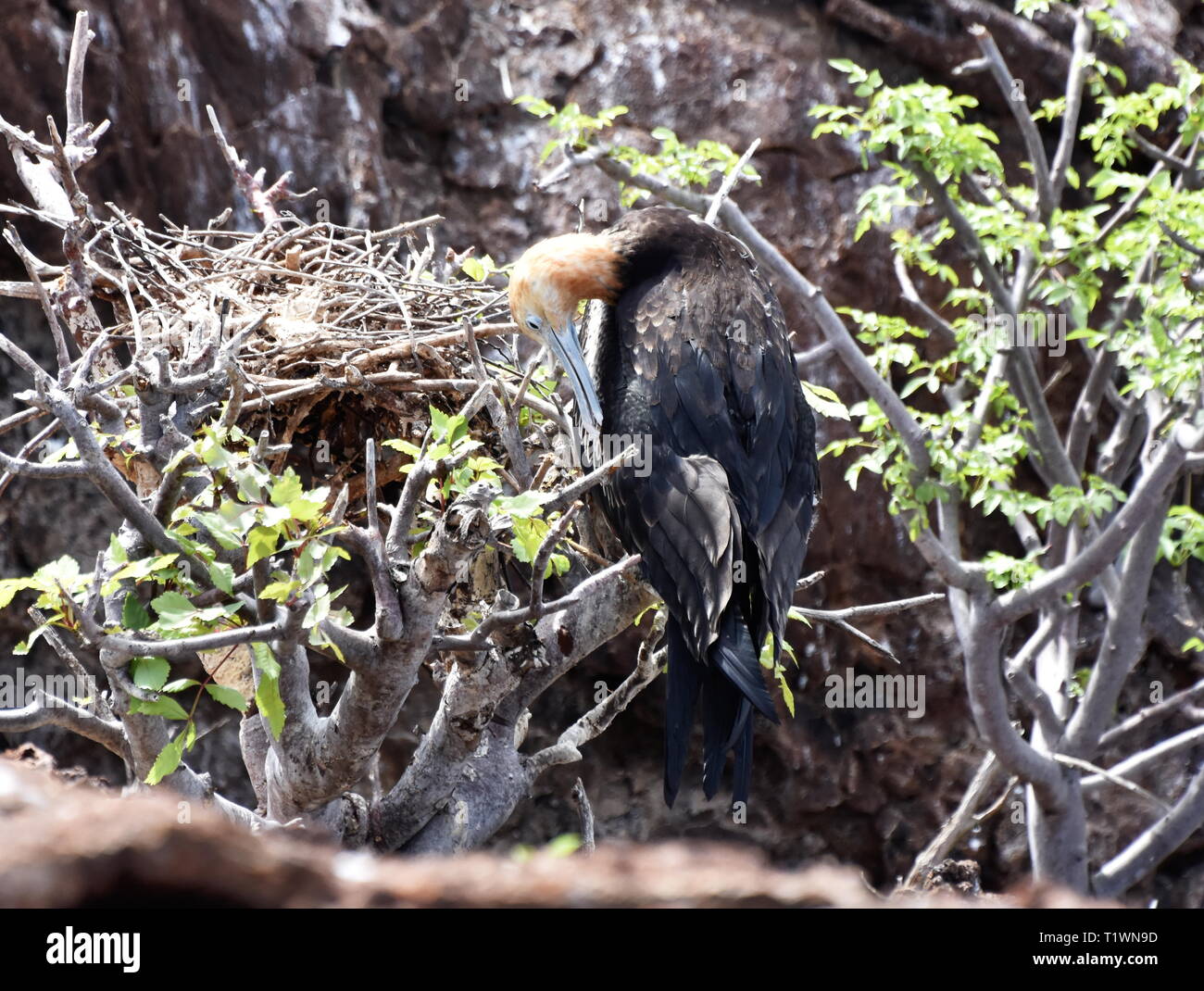 Juvenile frigate bird fregata minor sitting by a nest Stock Photo - Alamy