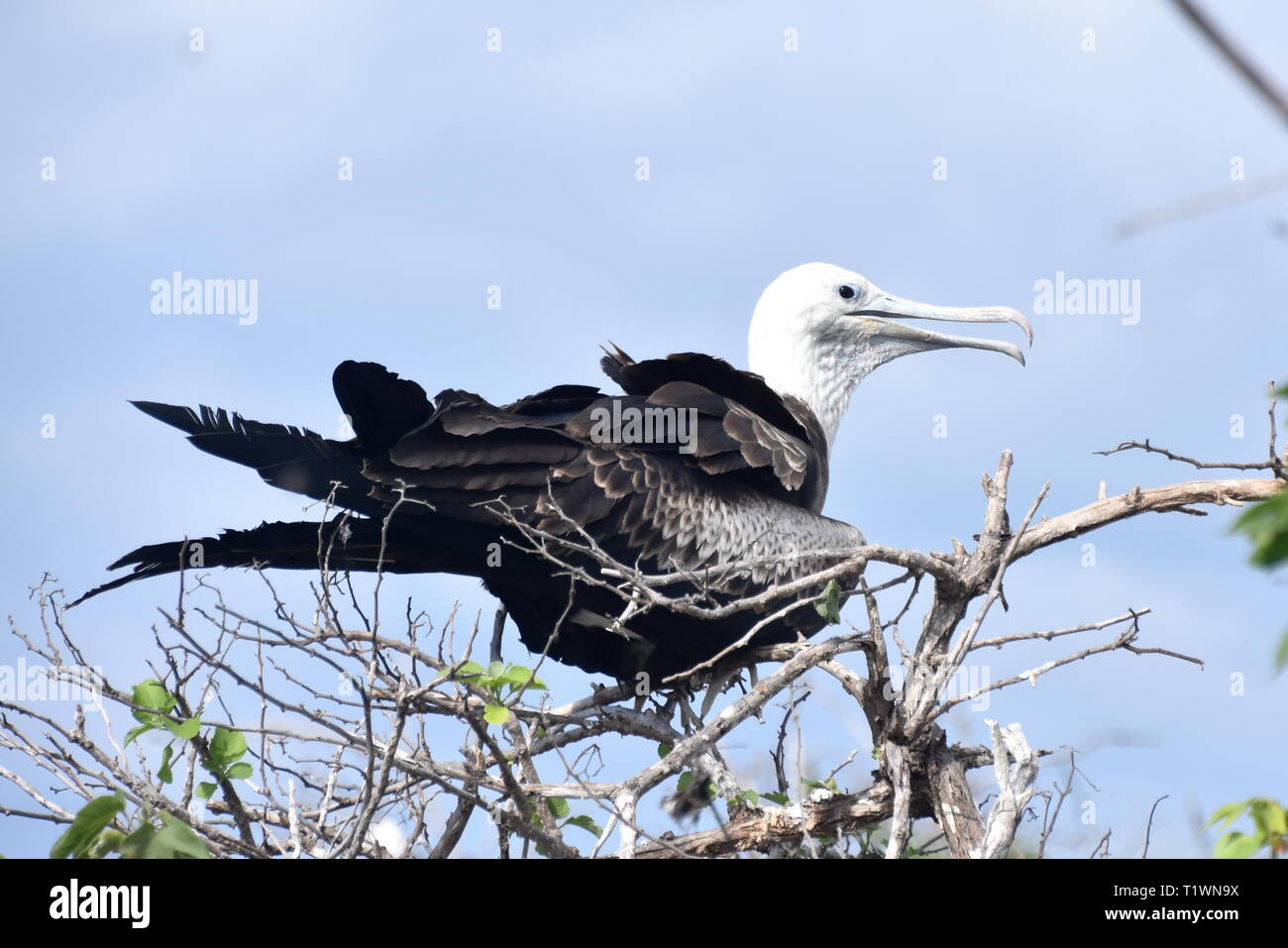Juvenile frigate bird fregata minor sitting on a branch Stock Photo - Alamy