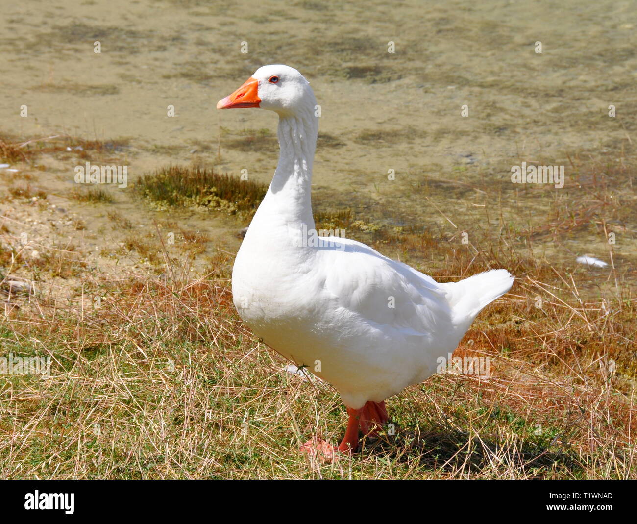 White goose walking on the ground Stock Photo - Alamy