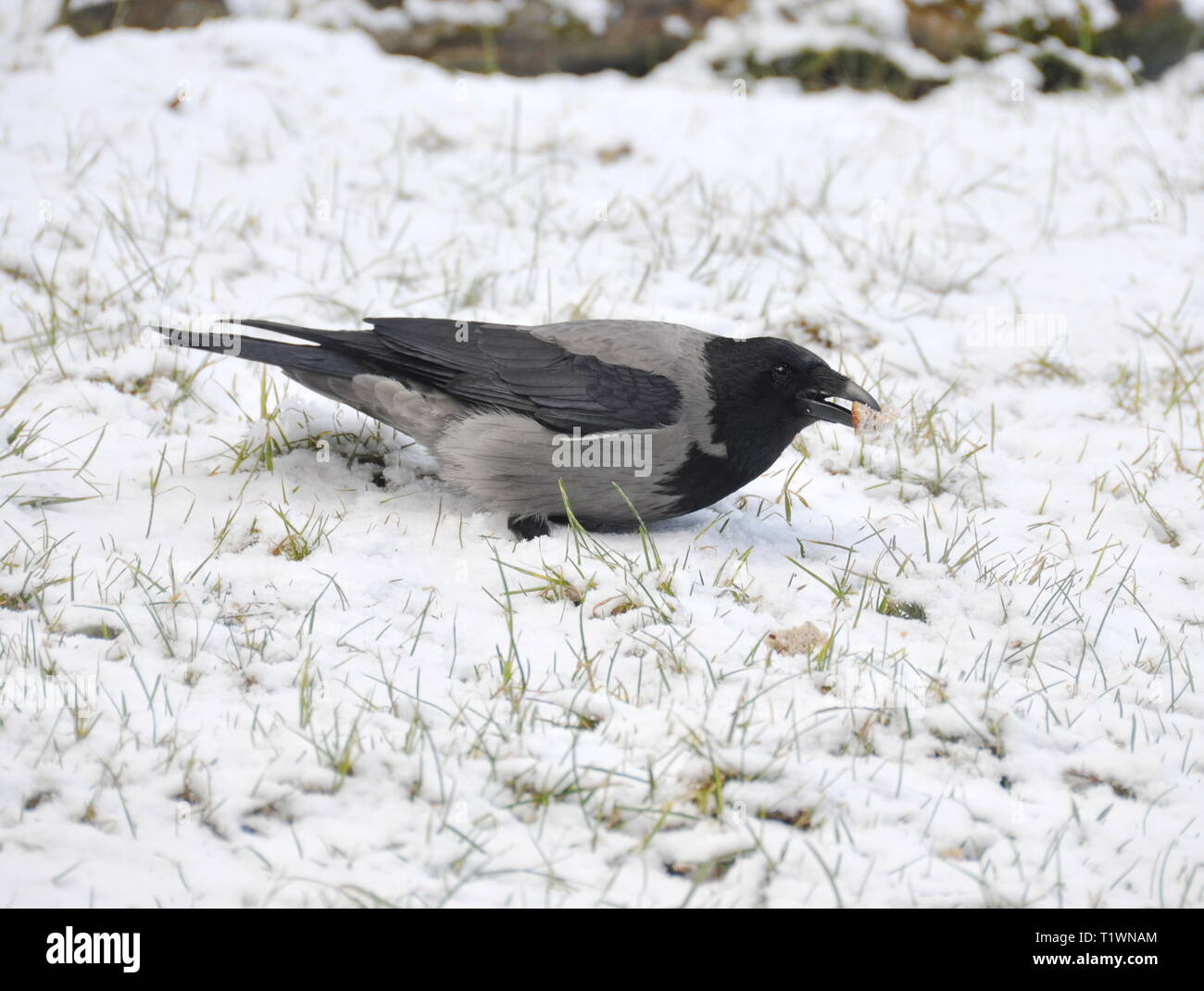 Hooded crow Corvus cornix walking on snow Stock Photo - Alamy