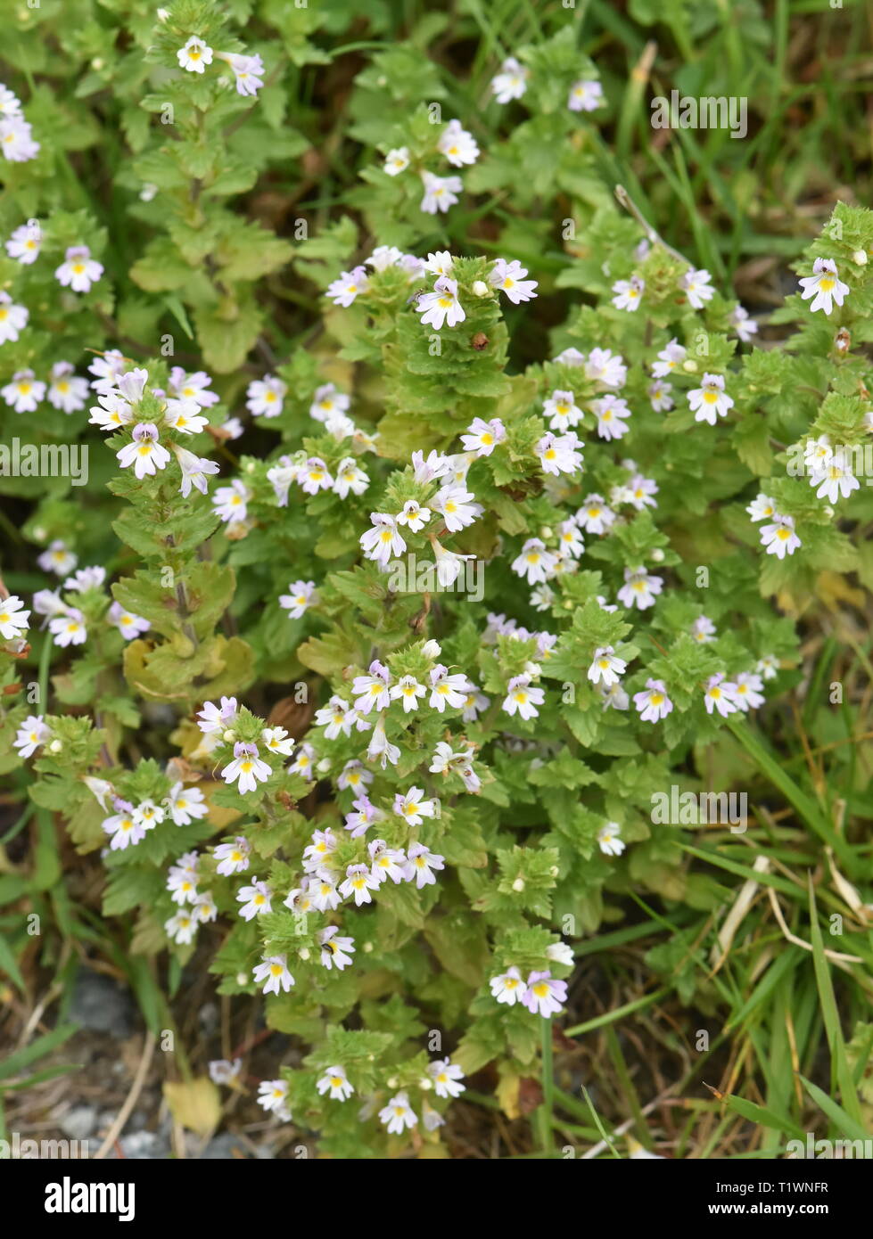 Eyebright hi-res stock photography and images - Alamy