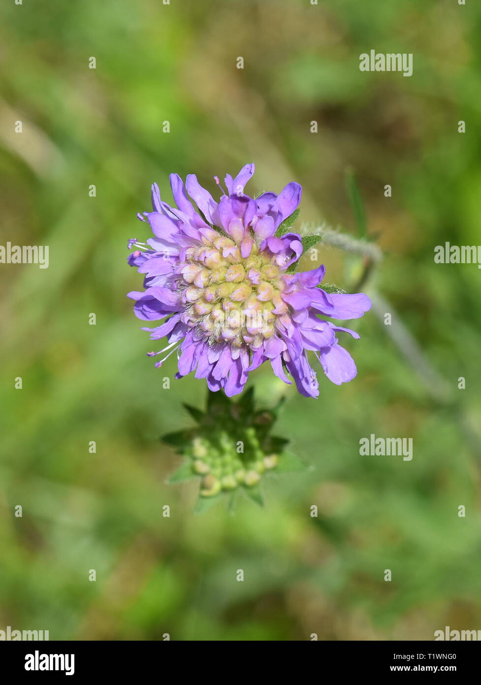 Field scabious plant hi-res stock photography and images - Alamy