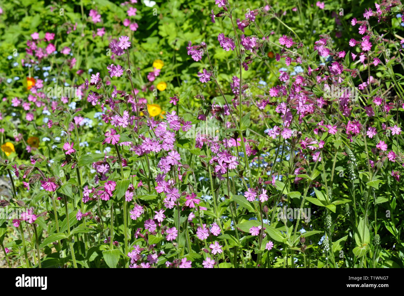 The wildflower Red campion Selene dioica growing in a meadow Stock ...