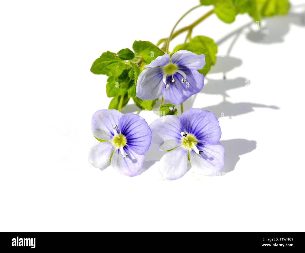 Creeping speedwell flowers Veronica filiformis Stock Photo - Alamy