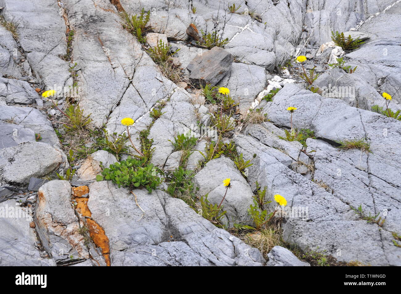 Dandelion growing in rock crevices Stock Photo - Alamy