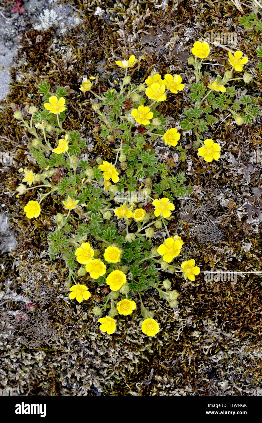 Spring Cinquefoil Potentilla tabernaemontani Stock Photo - Alamy