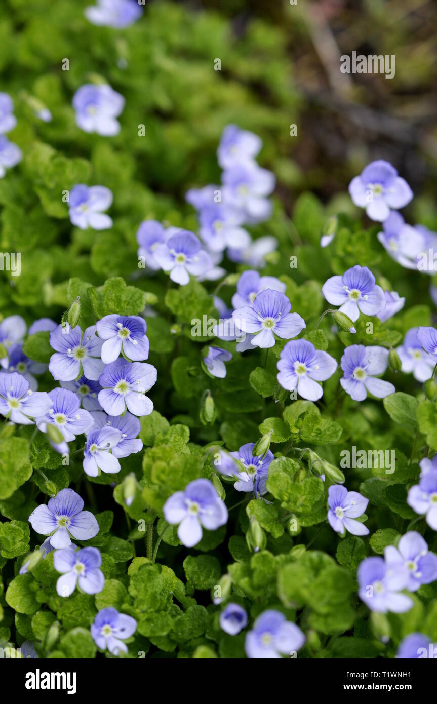Creeping speedwell Veronica filiformis flowers in nature Stock Photo ...