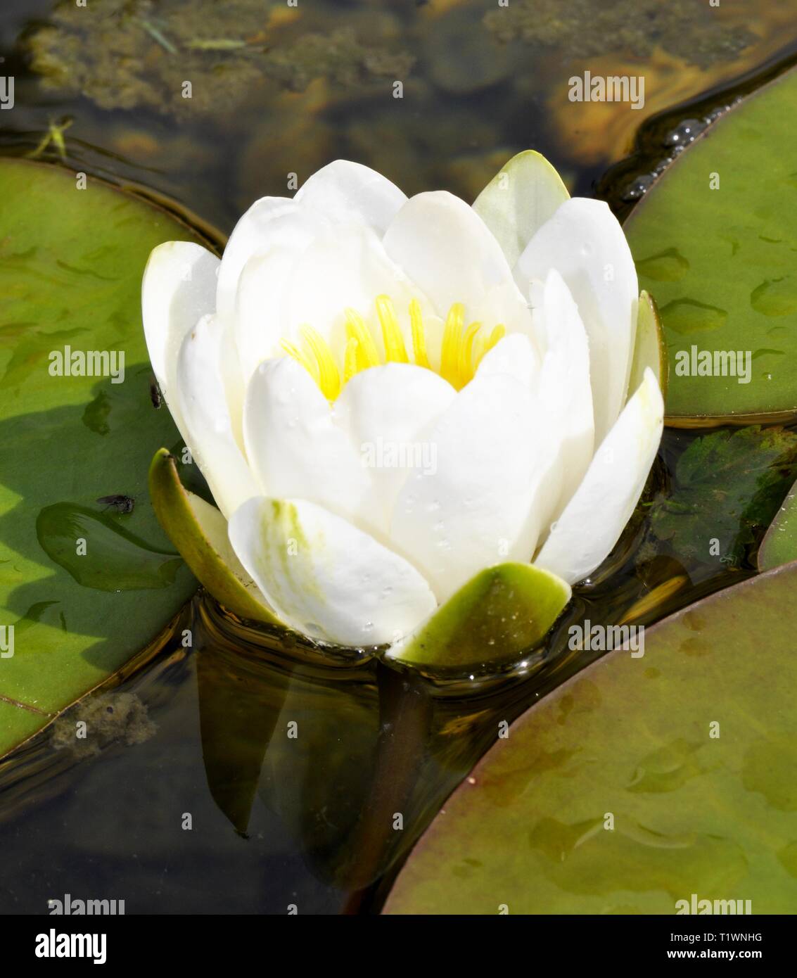 White lotus nenuphar nymphaea alba hi-res stock photography and images ...