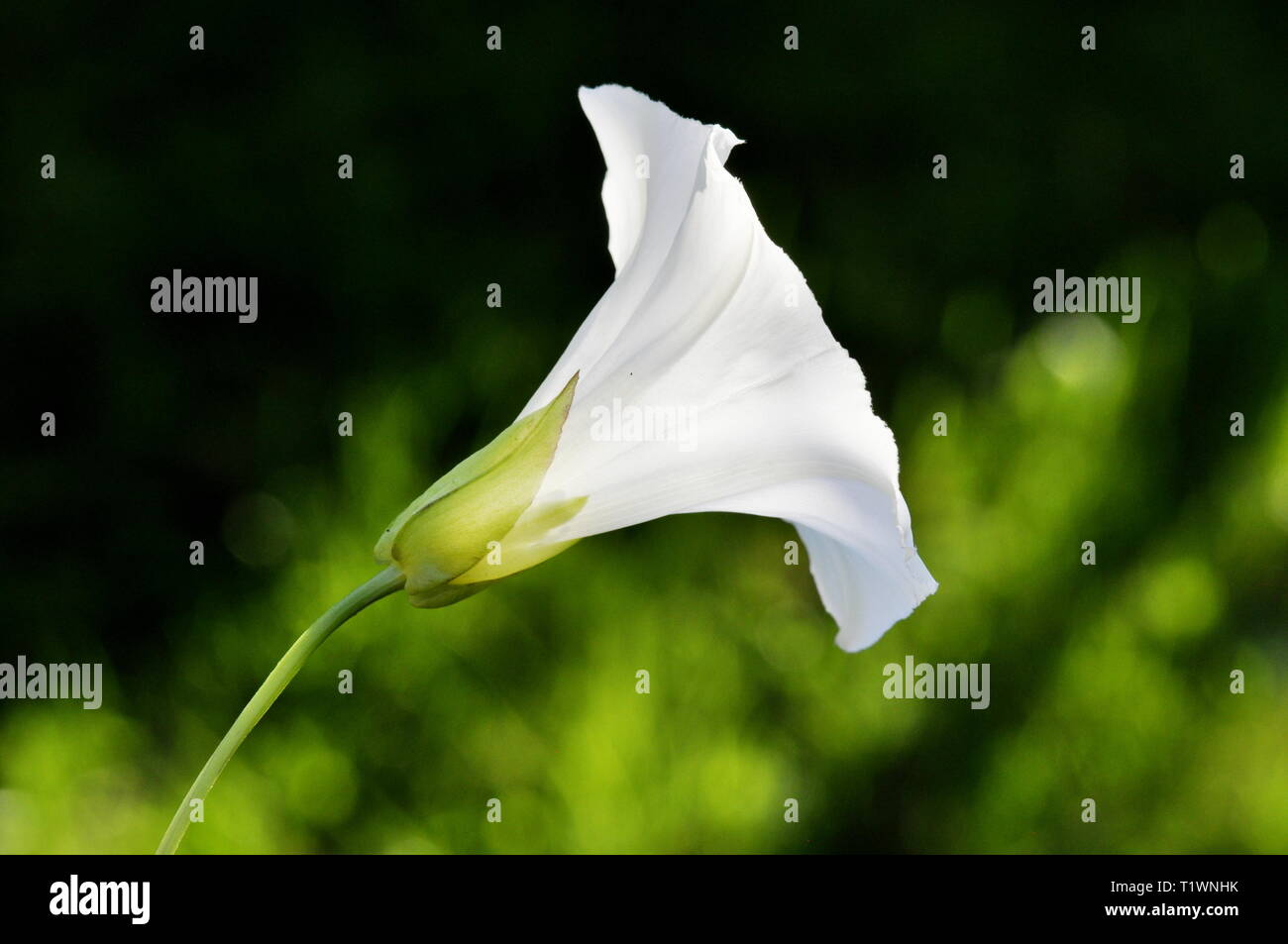 White flower of Convolvulus bindweed Stock Photo - Alamy