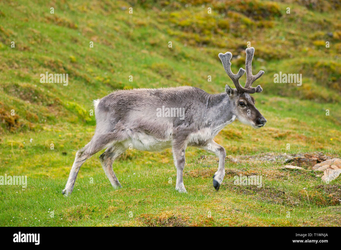 Moulting reindeer (Rangifer tarandus) male with antlers covered in ...