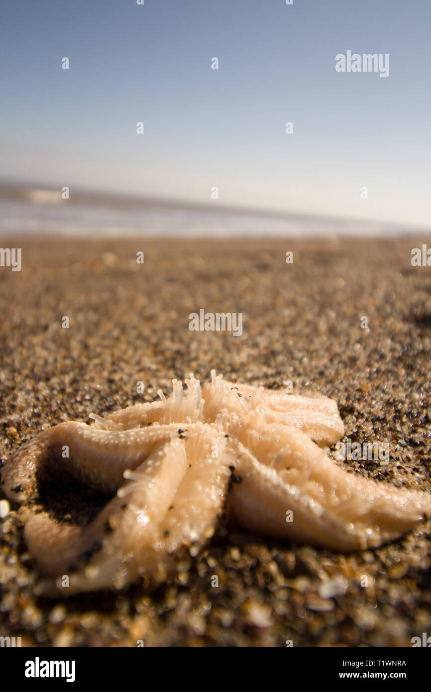Seaside starfish hi-res stock photography and images - Alamy