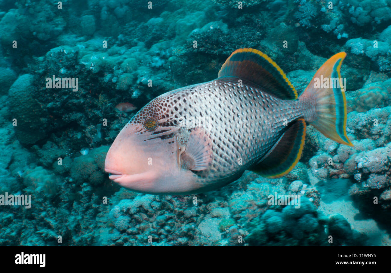 Yellowmargin Triggerfish High Resolution Stock Photography and Images - Alamy