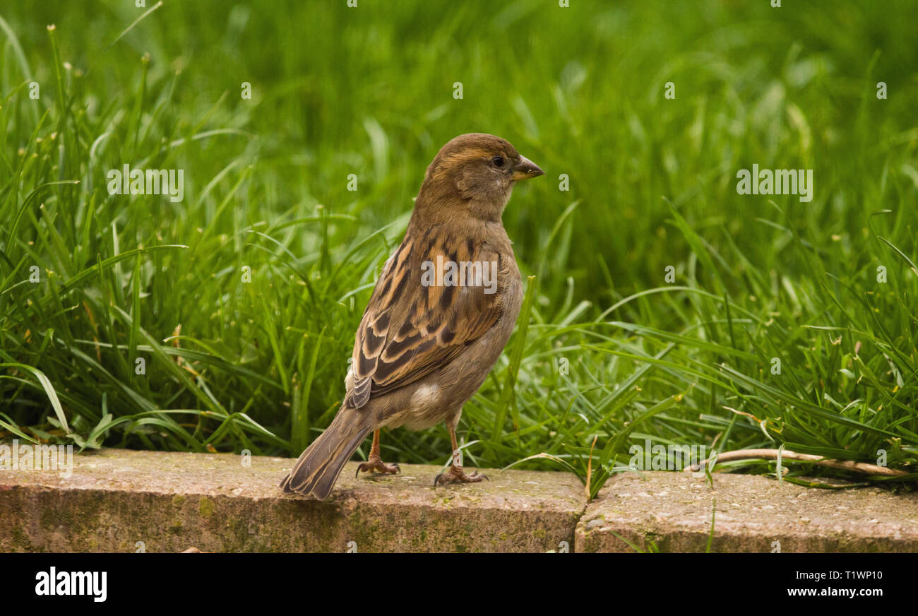 Lincolnshire spring countryside hi-res stock photography and images - Alamy