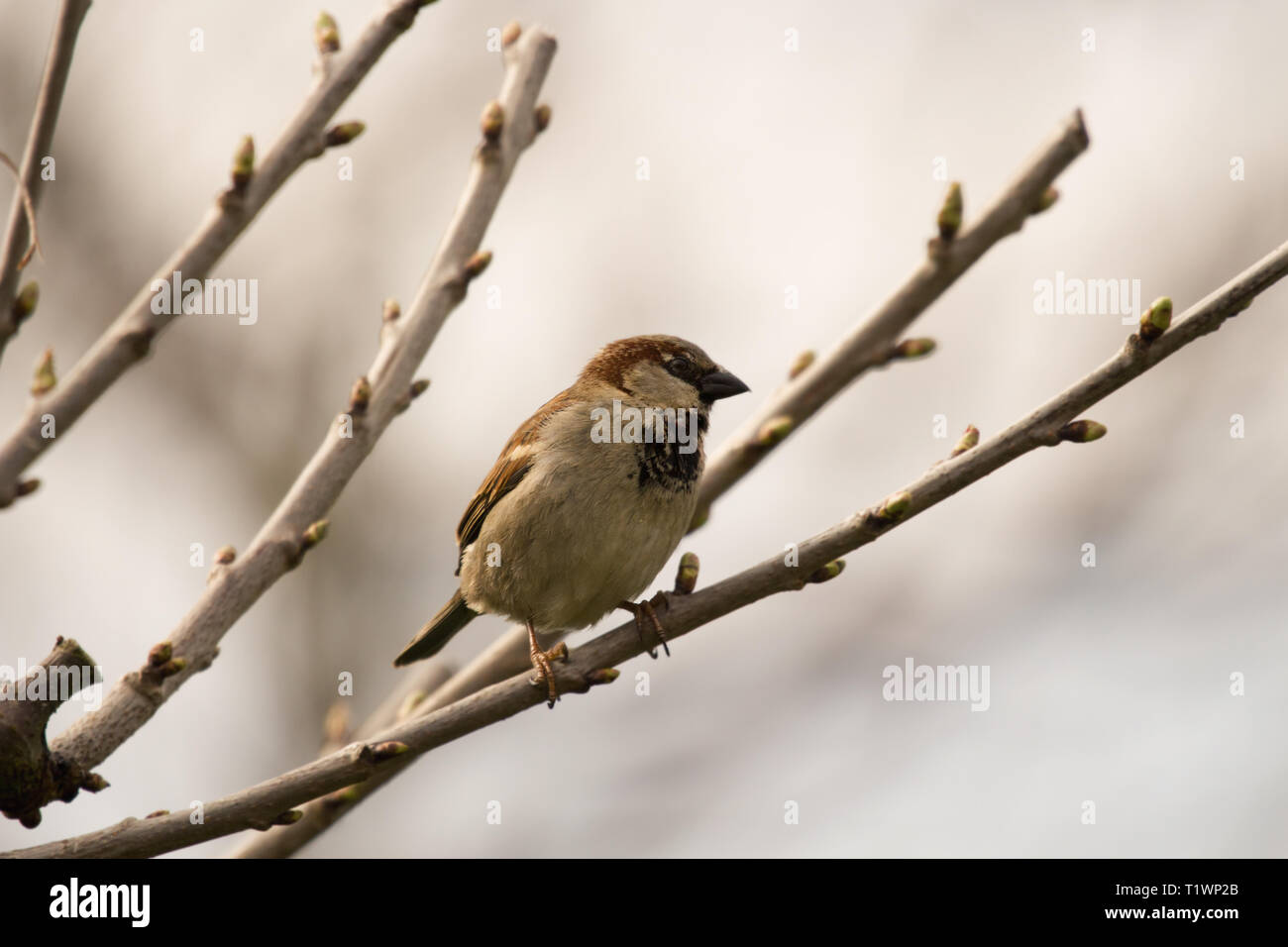 Sparrow In A Tree Stock Photo - Alamy