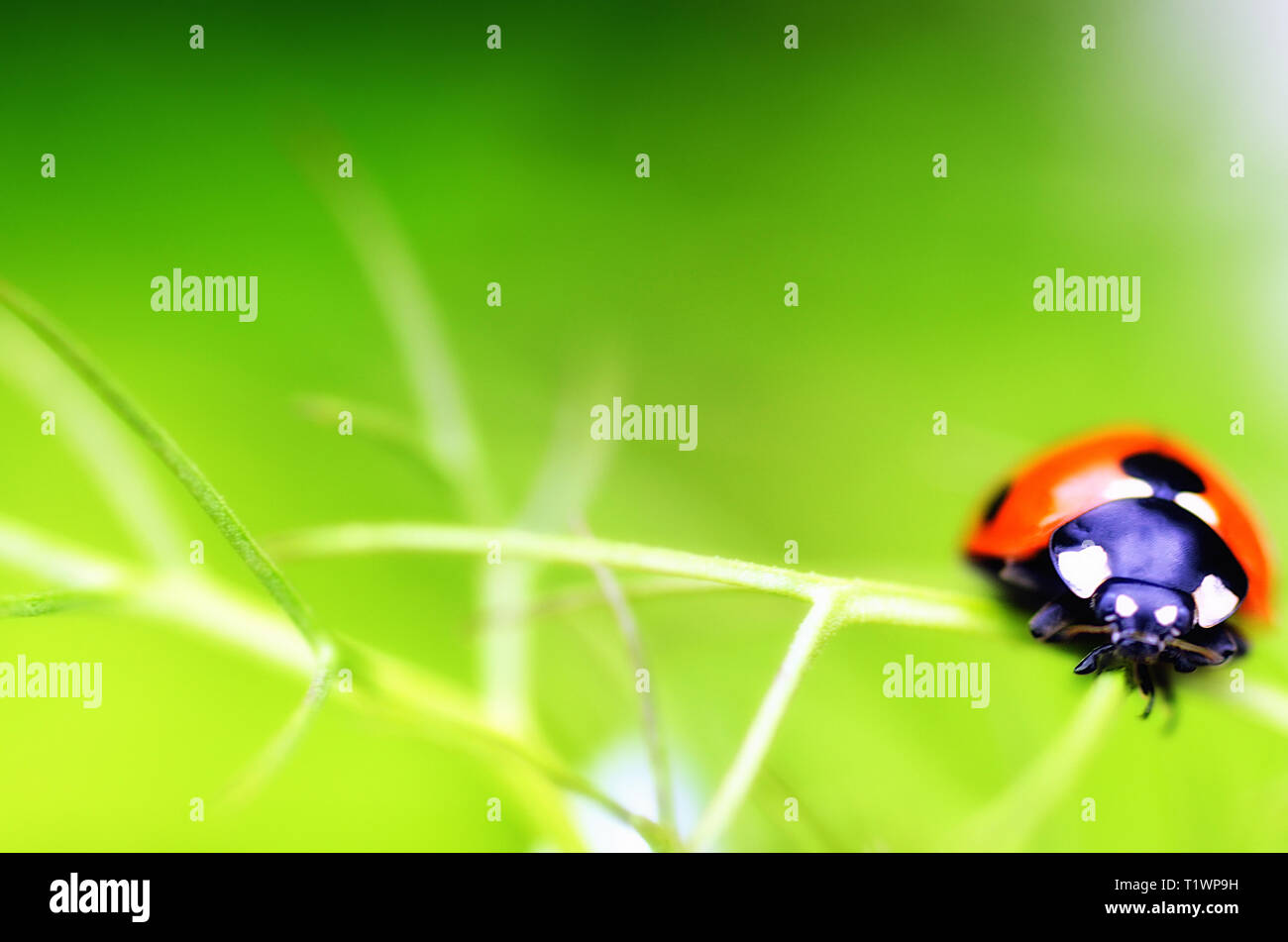 Ladybug soft hi-res stock photography and images - Alamy
