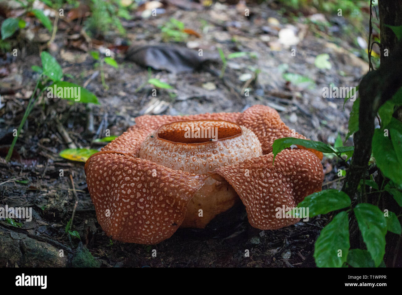 Red blooming Rafflesia, the biggest flower in the world, Sarawak ...