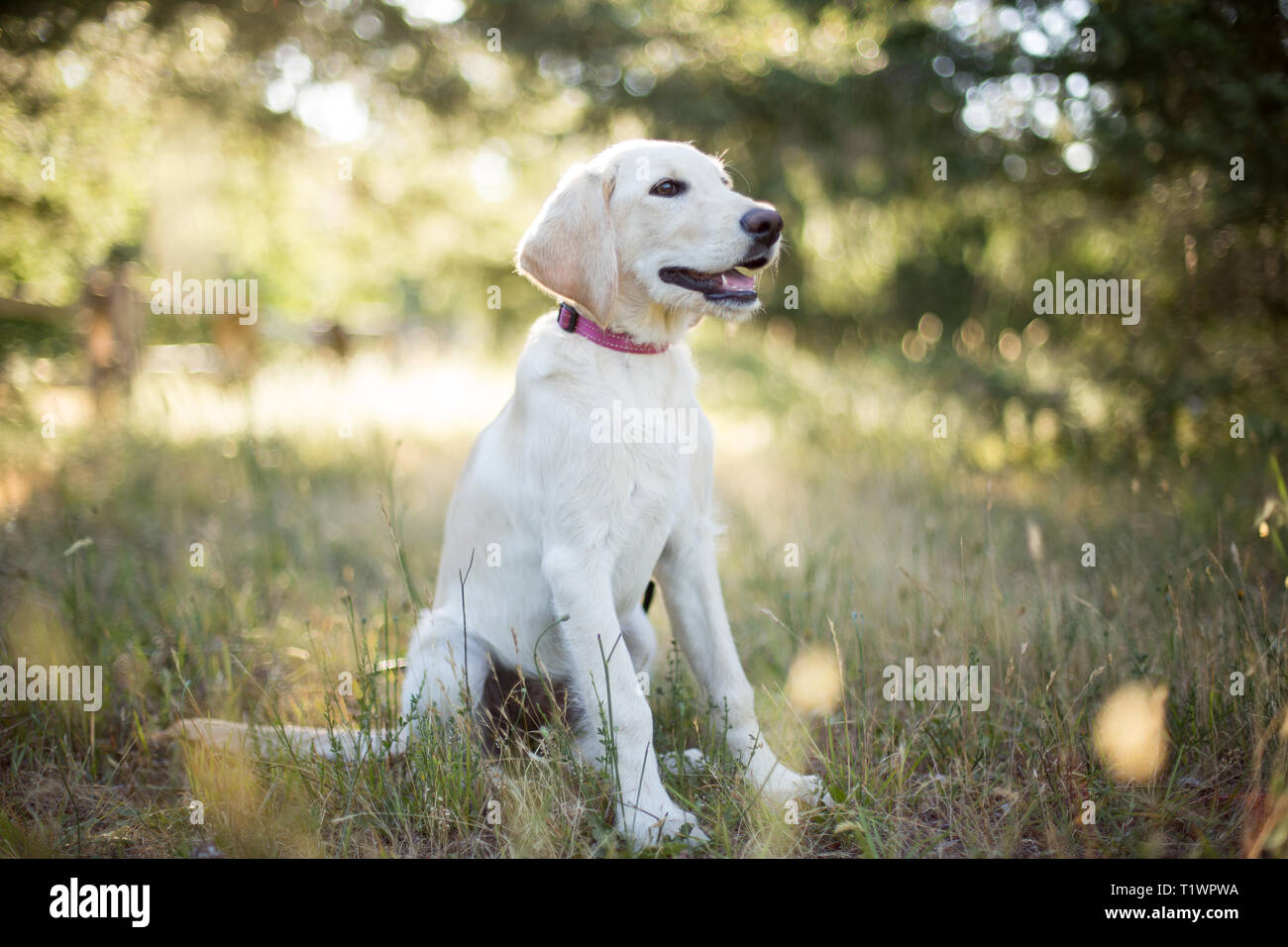 Cute young labrador retriever dog sitting in meadow in the summer Stock ...