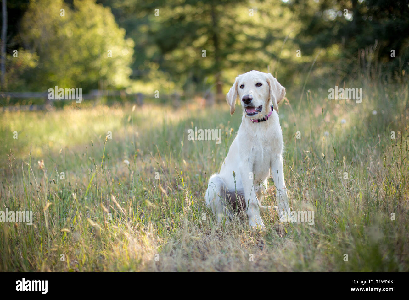 Cute young labrador retriever dog sitting in meadow in the summer Stock ...