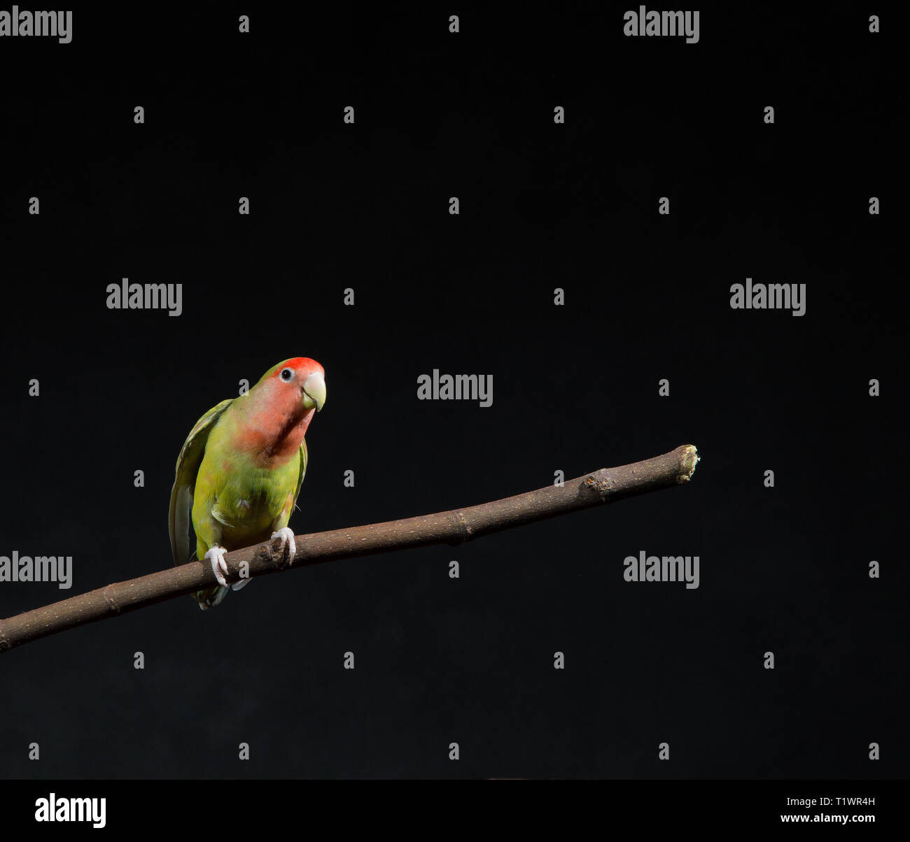 Colourful lovebird in studio Stock Photo - Alamy