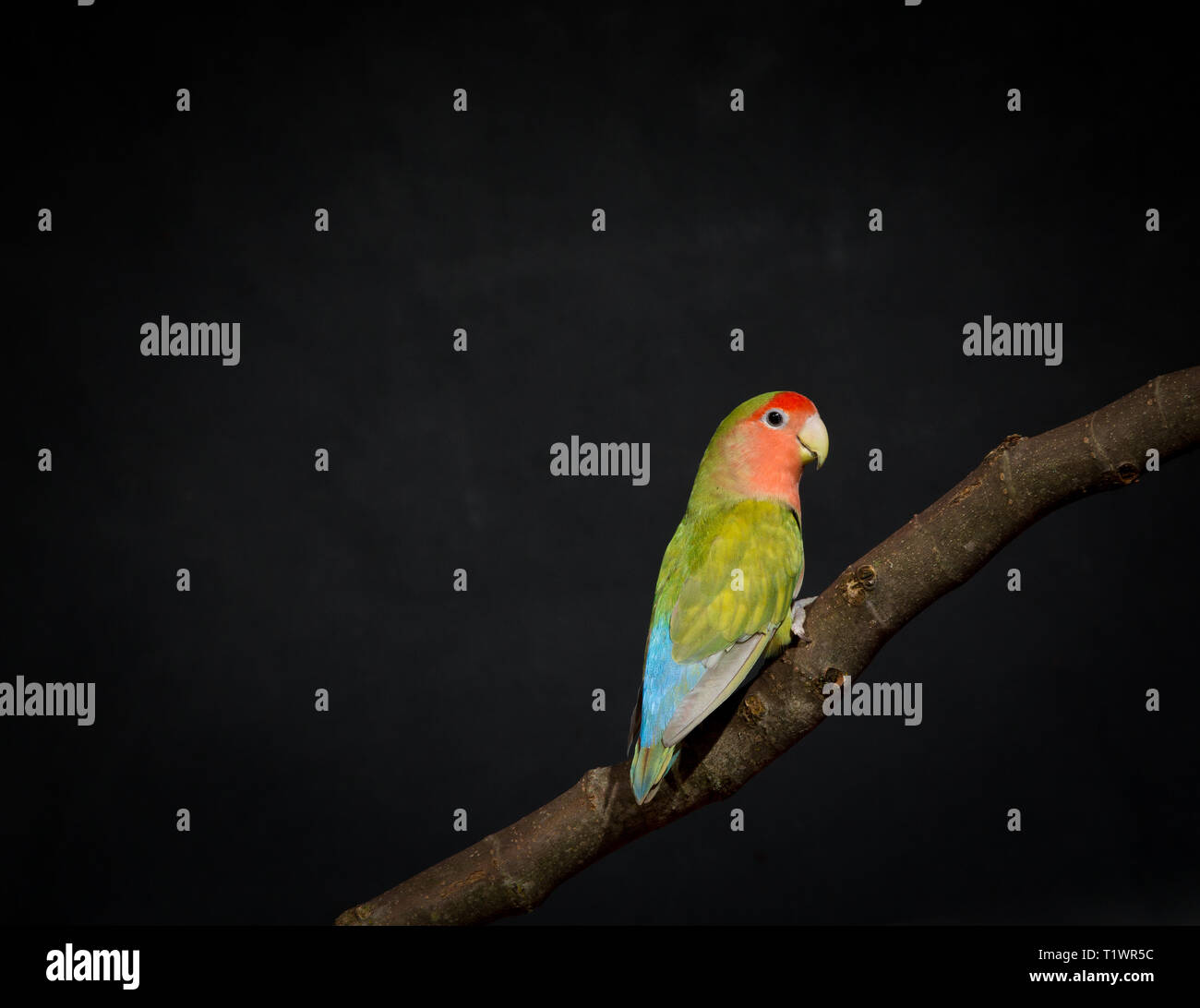 Happy Lovebirds High Resolution Stock Photography and Images - Alamy