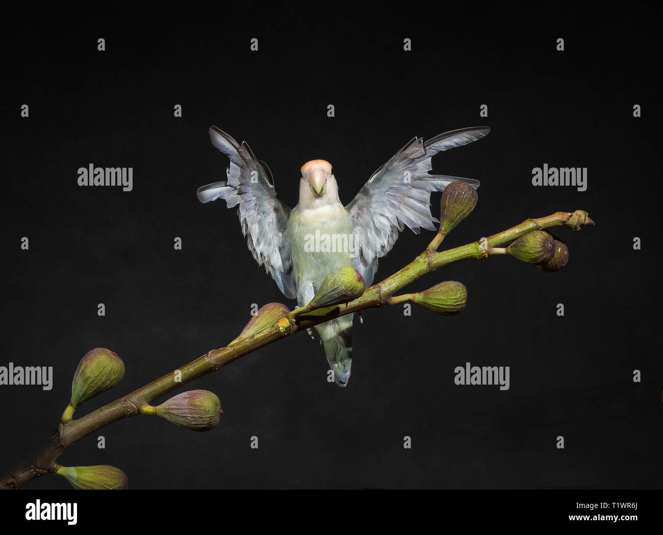Happy lovebirds hi-res stock photography and images - Alamy