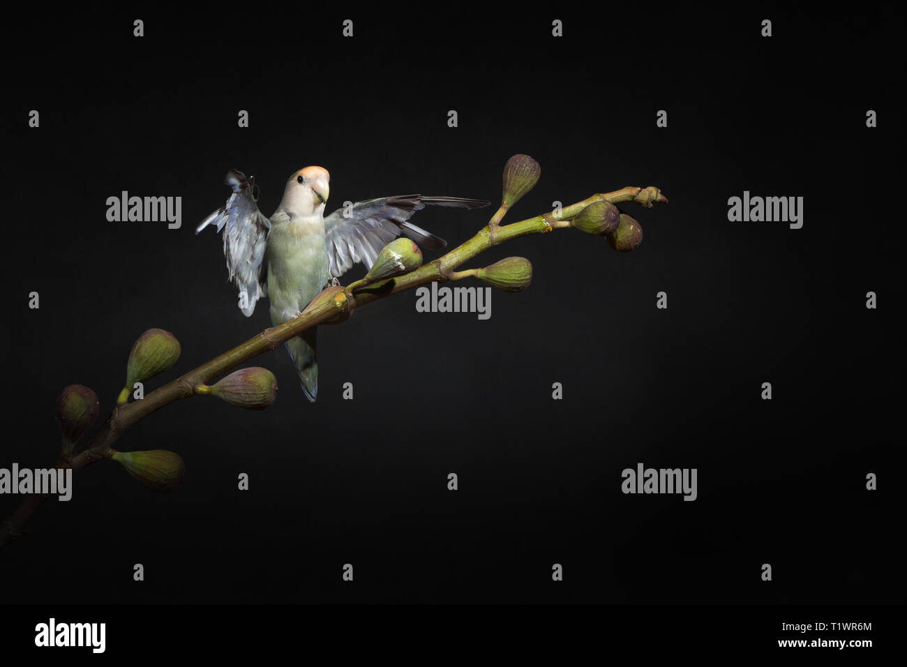 Small lovebird hi-res stock photography and images - Alamy