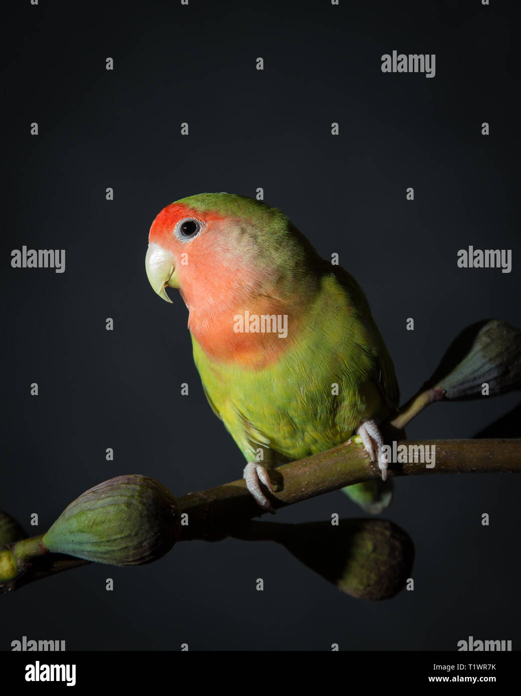Small lovebird hi-res stock photography and images - Alamy