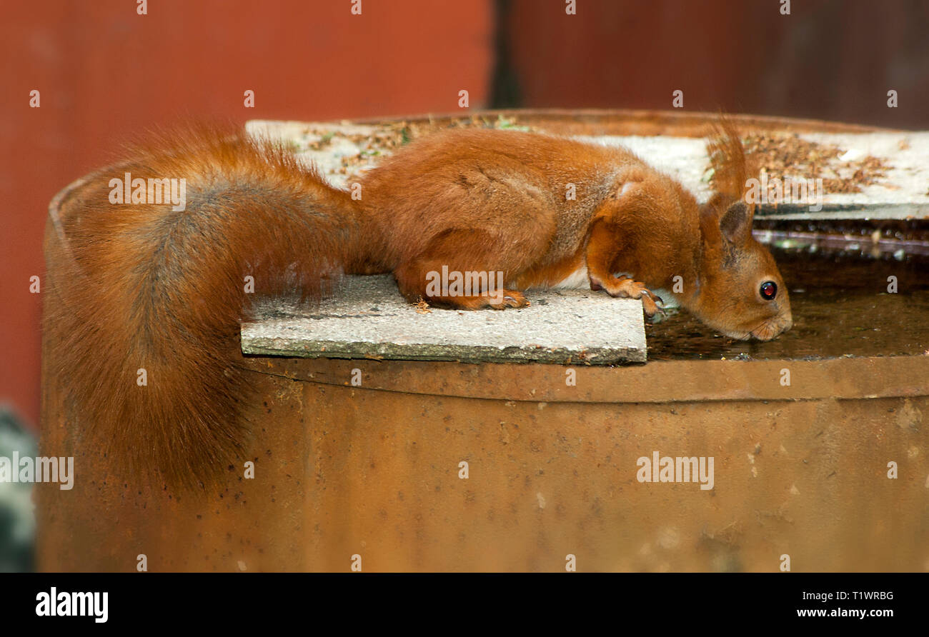 Sciurus vulgaris ukrainicus migulin hi-res stock photography and images ...