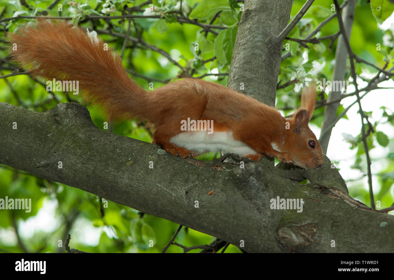 The squirrel obyknrvenny (Sciurus vulgaris) (Sciuris) climbs on an ...