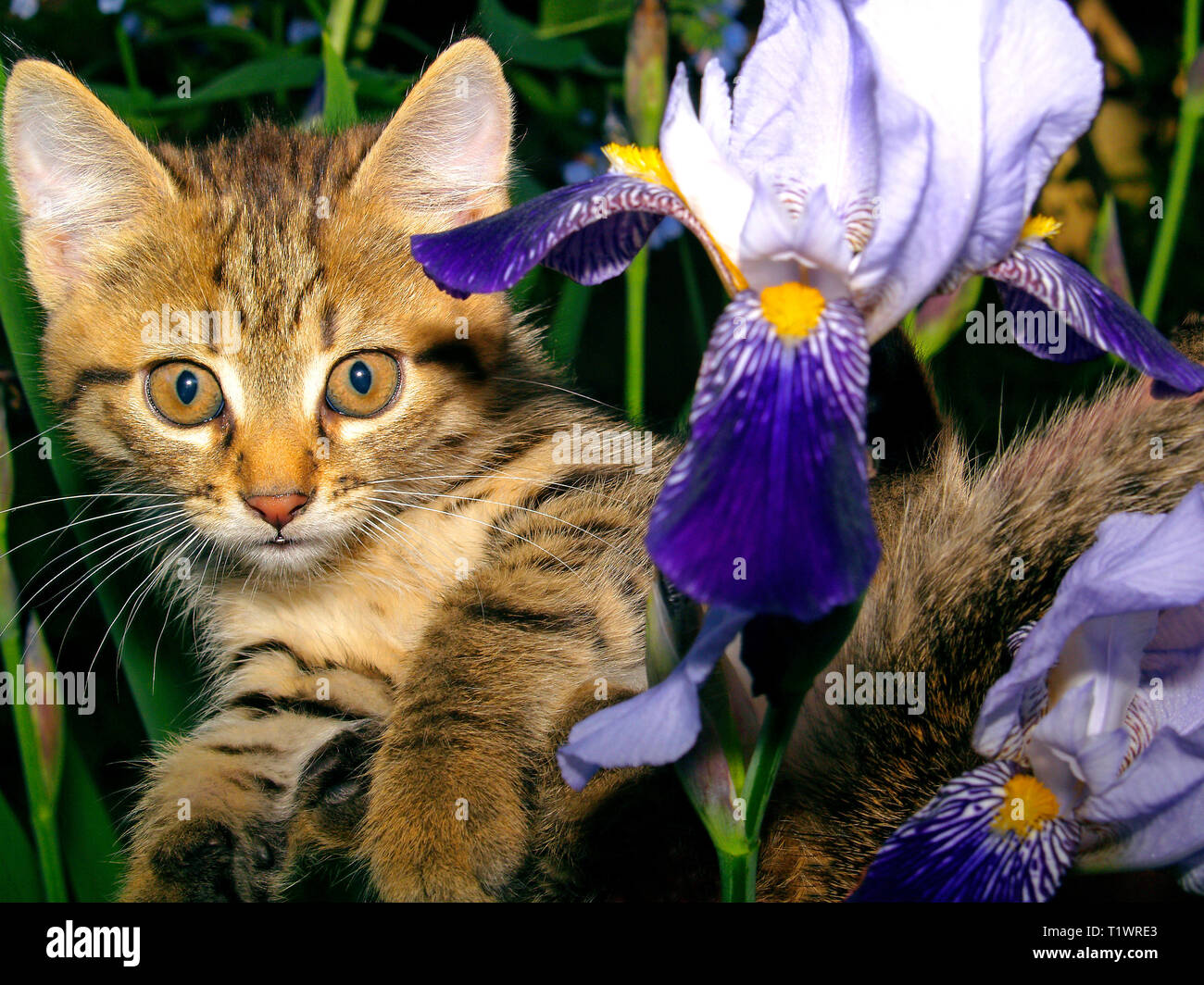 Kitten among flowers of an iris. Iris germanica Stock Photo - Alamy