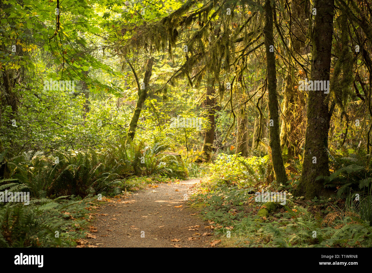 Beautiful and peaceful forest in the summer Stock Photo - Alamy